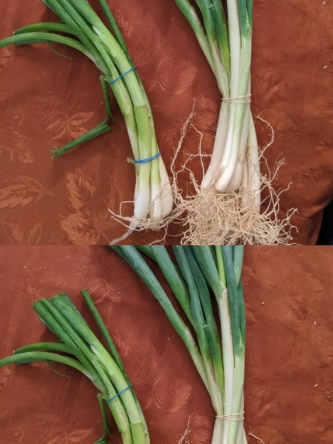 Green Onions vs Scallions vs Spring Onions vs. Chives: What’s the ...